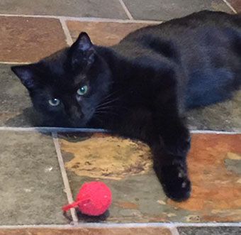 Meet Our Cats | Cat Canton Rescue – Cats and Kittens for Adoption
