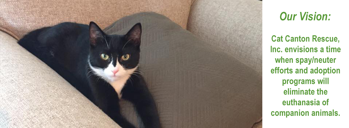 Homeslide4 | Cat Canton Rescue – Cats and Kittens for Adoption