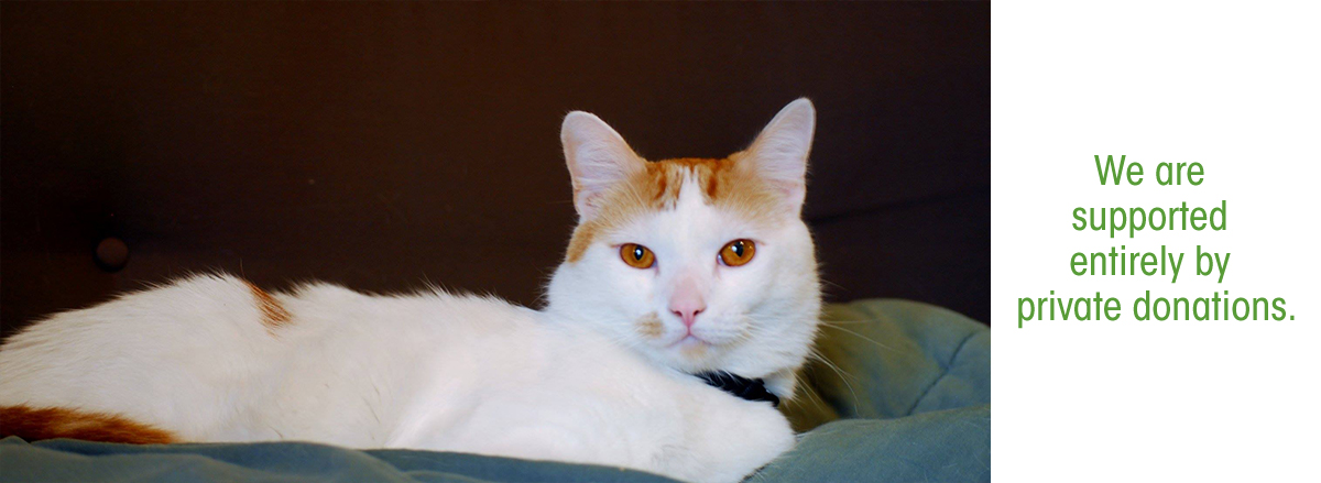 Homeslide2 | Cat Canton Rescue – Cats and Kittens for Adoption
